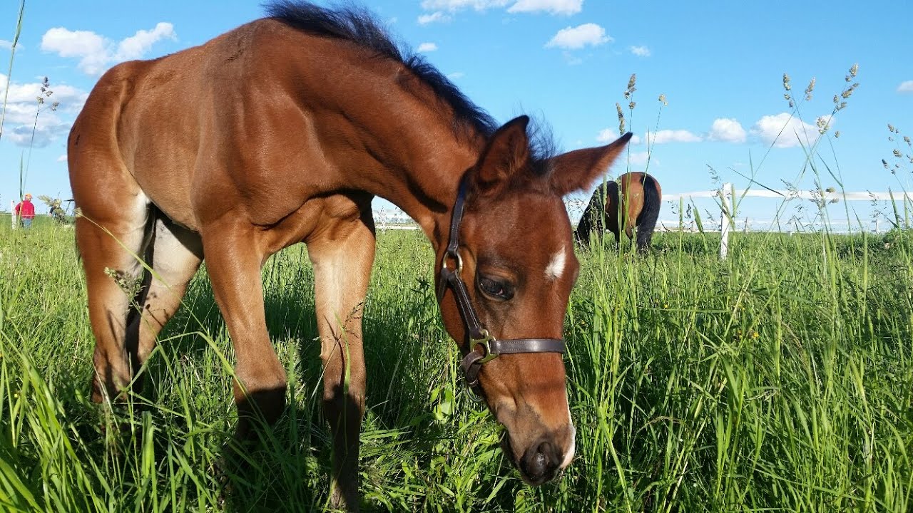 Resolution of a mare's aggression towards her newborn foal. - YouTube