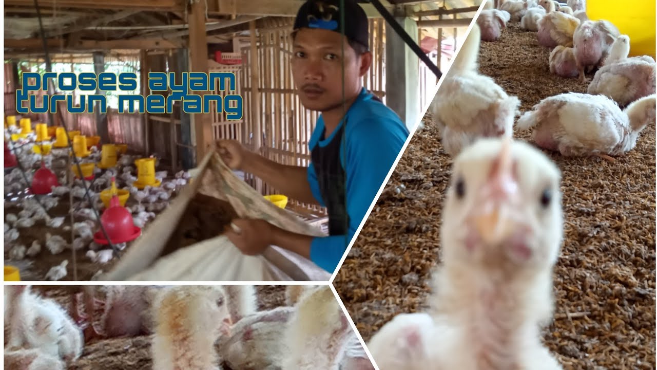 Lihat proses ayam turun merang - YouTube