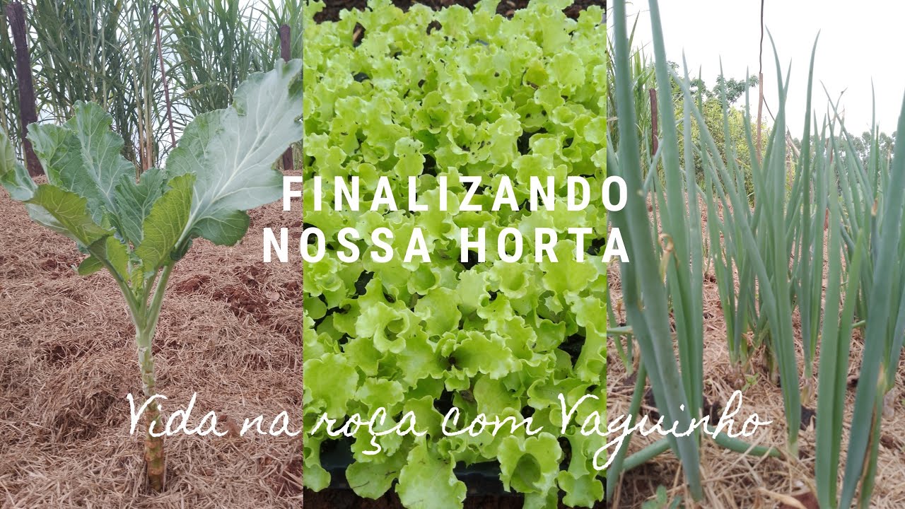 Finalizando nossa horta plantando as mudas 🤠 - YouTube
