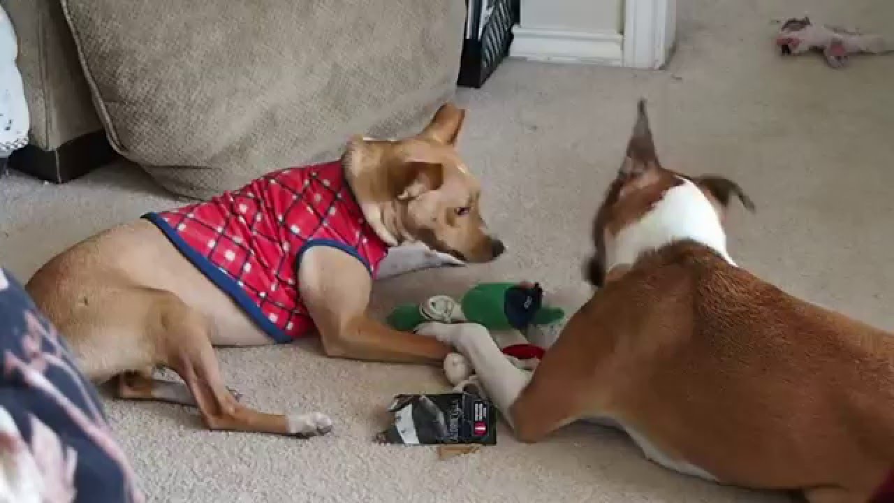 Basenji play - YouTube