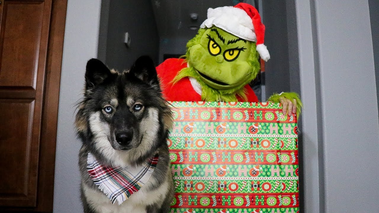 Grinch Plays Hide And Seek With Huskies! - YouTube