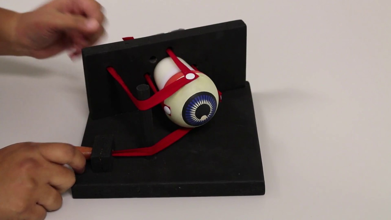 Functional Eye Model - YouTube