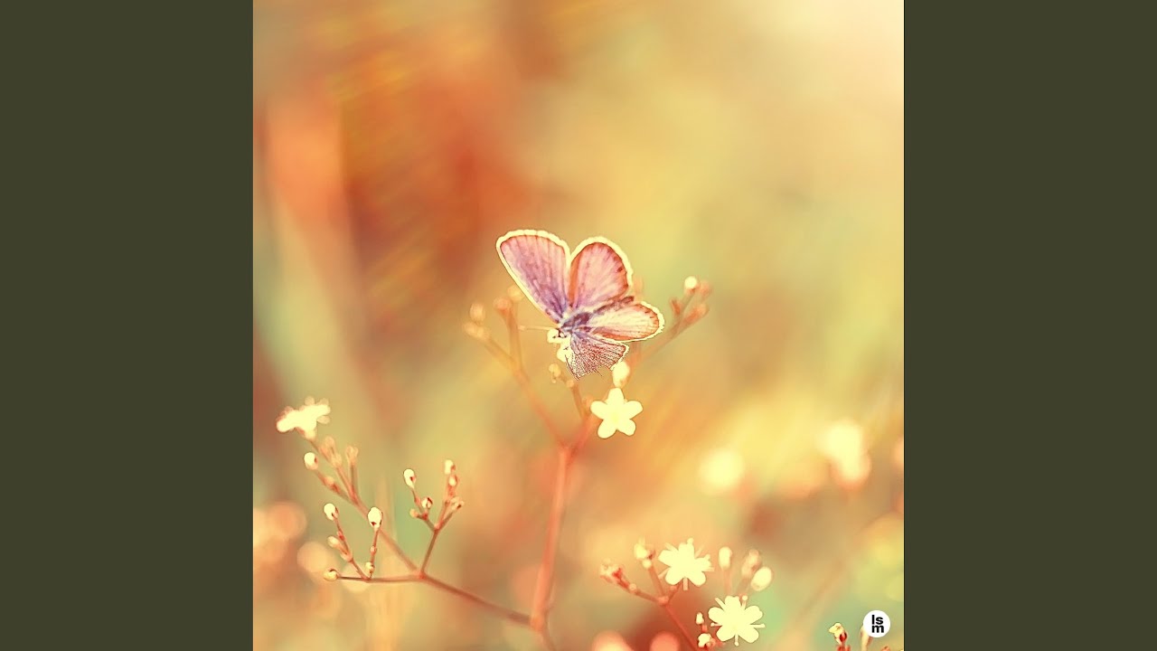 Sunshine butterfly - YouTube