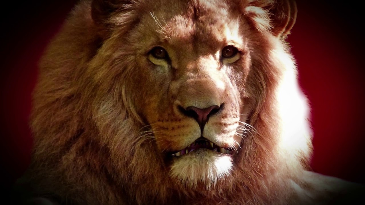 Lion : the king of the jungle - YouTube