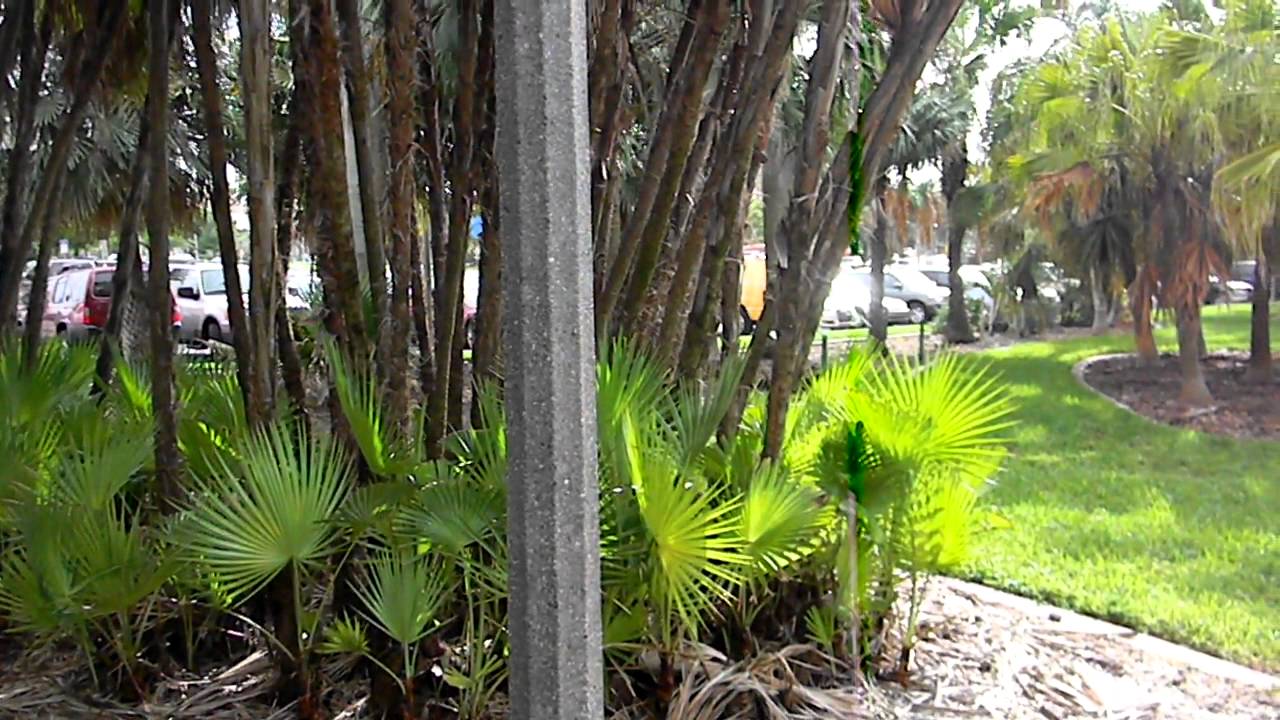 Everglades Palm Florida Native Palm Nut Favorite - YouTube