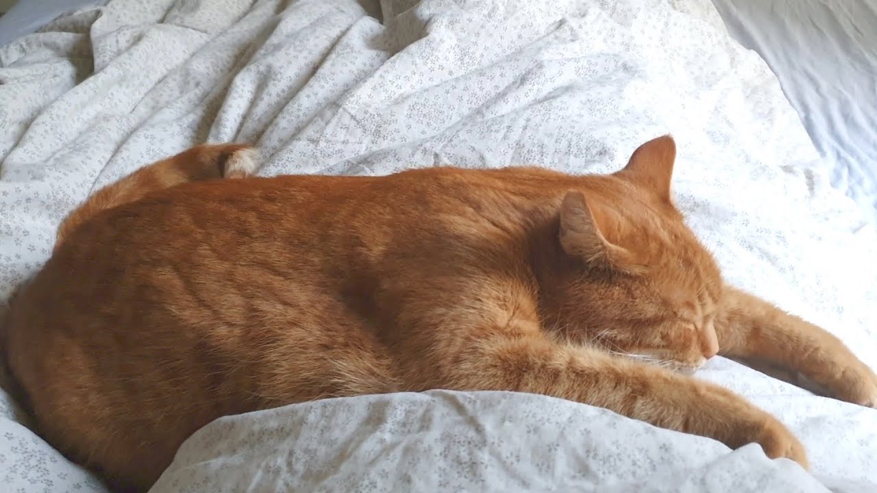 Cody cat @ different points of time in the morning - YouTube
