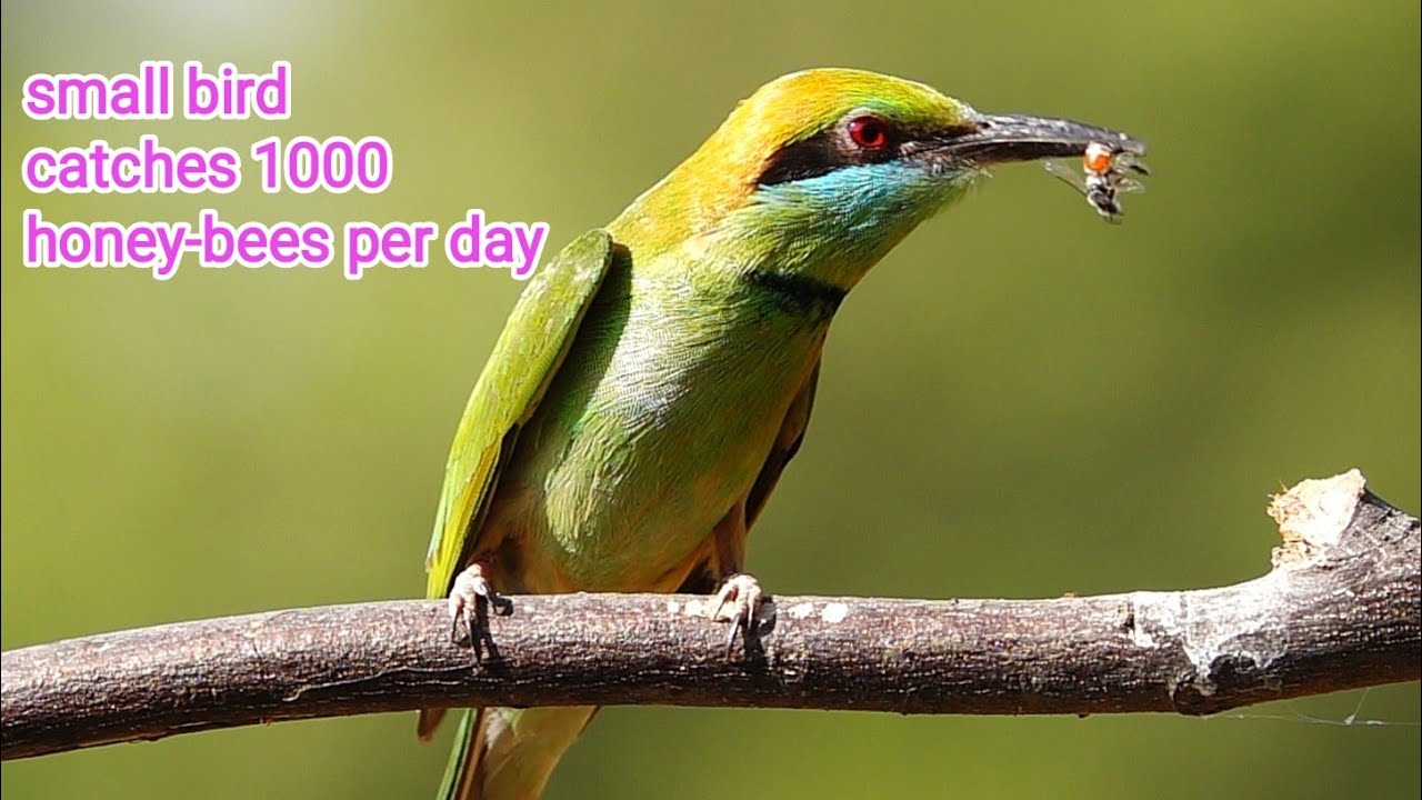 The Art of Catching Bees: Small Green Bee Eater in Action - YouTube