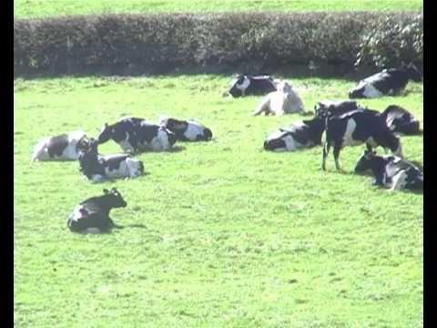 Watching cows lying down in pasture 1 - YouTube