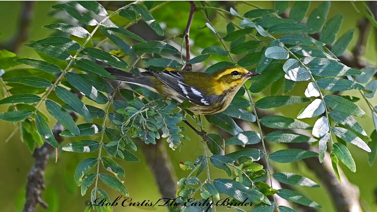 Setophaga virens BLACK-THROATED GREEN WARBLERS foraging, feeding 3047067 - YouTube
