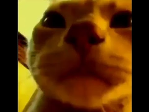 cat caramelldansen 1 hour