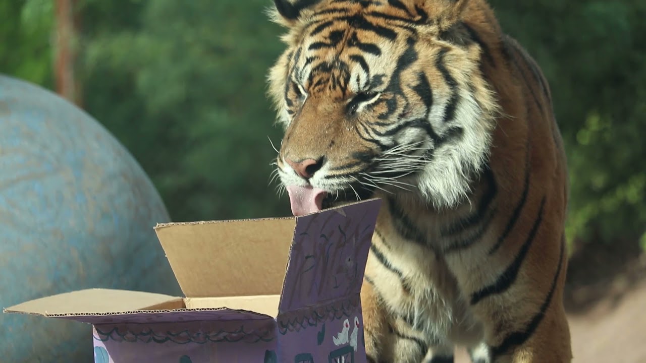 Sumatran Tiger & the Haunted House - YouTube