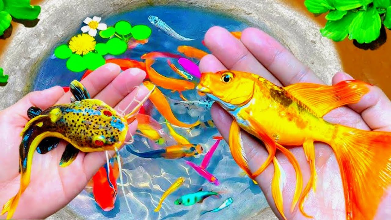 I Found Strange Ornamental Catfish, German Blue Ram, Betta Fish, Guppy ...