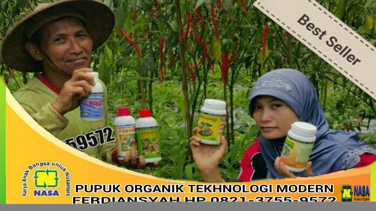 rahasia budidaya cabe untuk meningkatkan hasil panen, petani Indonesia ...