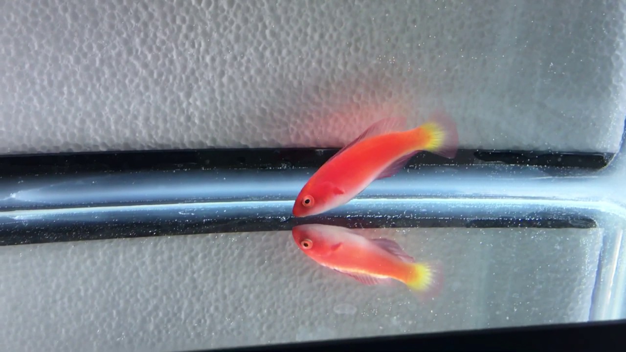 Magma Fairy Wrasse 🔥 - YouTube