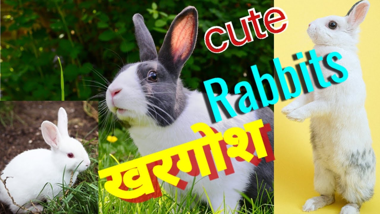 RABBITS खरगोश || Interesting facts about Rabbits in Hindi रोचक जानकारी ...