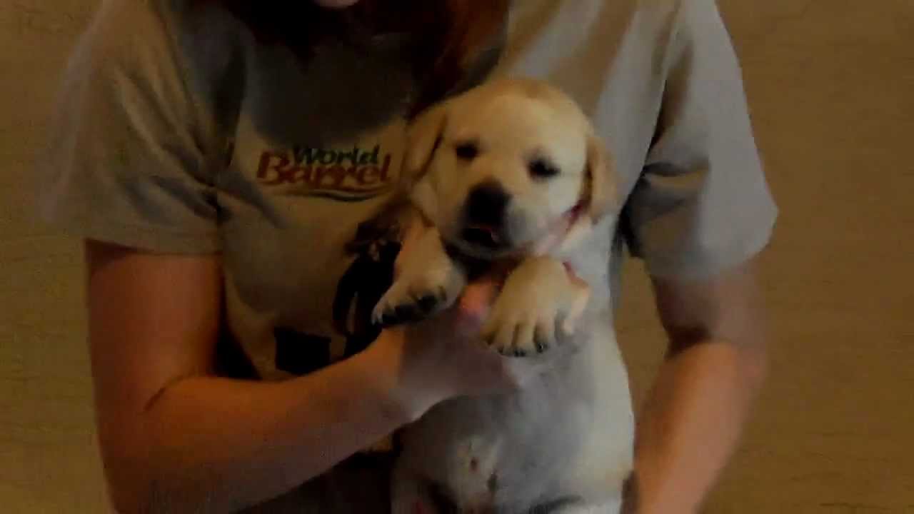 Chubby Labrador Puppies In Florida - YouTube