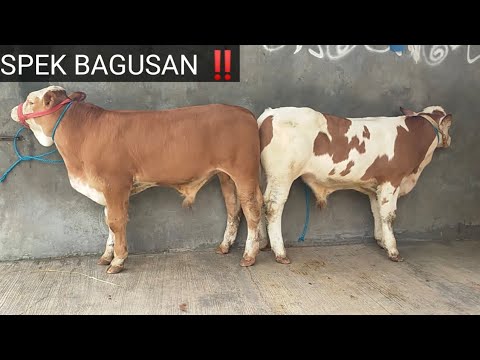 hasil mbolang 4 ekor sapi super duper, istimewa ‼️ - YouTube