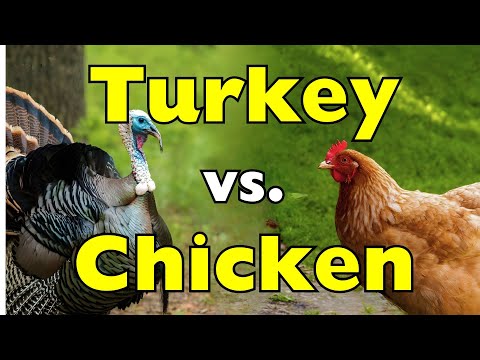 Turkey vs Chicken: What’s Really the Difference?