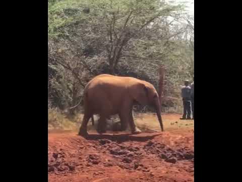 baby elephant step on its own trunk - YouTube