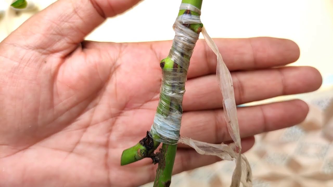 Approach/ contact grafting result /आम पर जोड़ कलम का परीणाम - YouTube