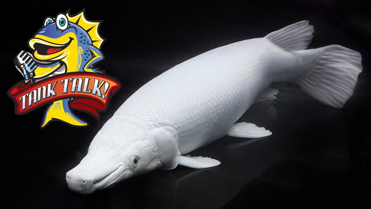 Keeping Monster Fish The RIGHT Way With Predatory Fins - YouTube