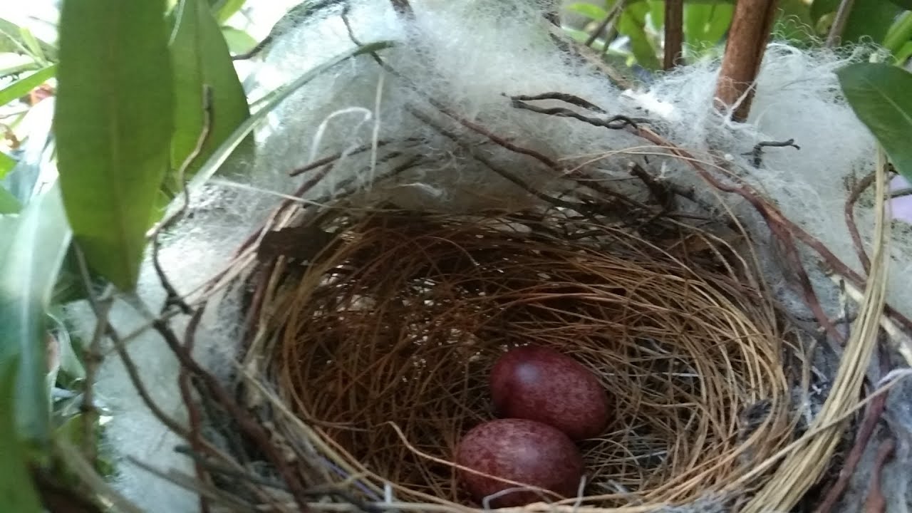 Gumawa ng pugad ang ibon sa halaman at doon na rin sya nangitlog - YouTube