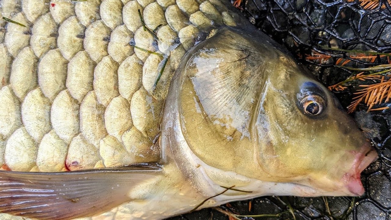 🔴 Live Fishing For Big Carp & Catfish - YouTube