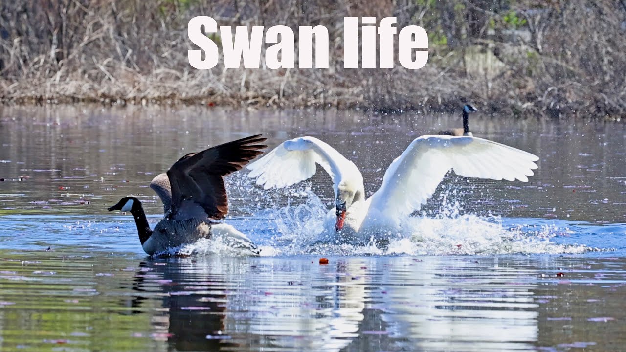 Swan family trailer: A tale of triumph and tragedy - YouTube