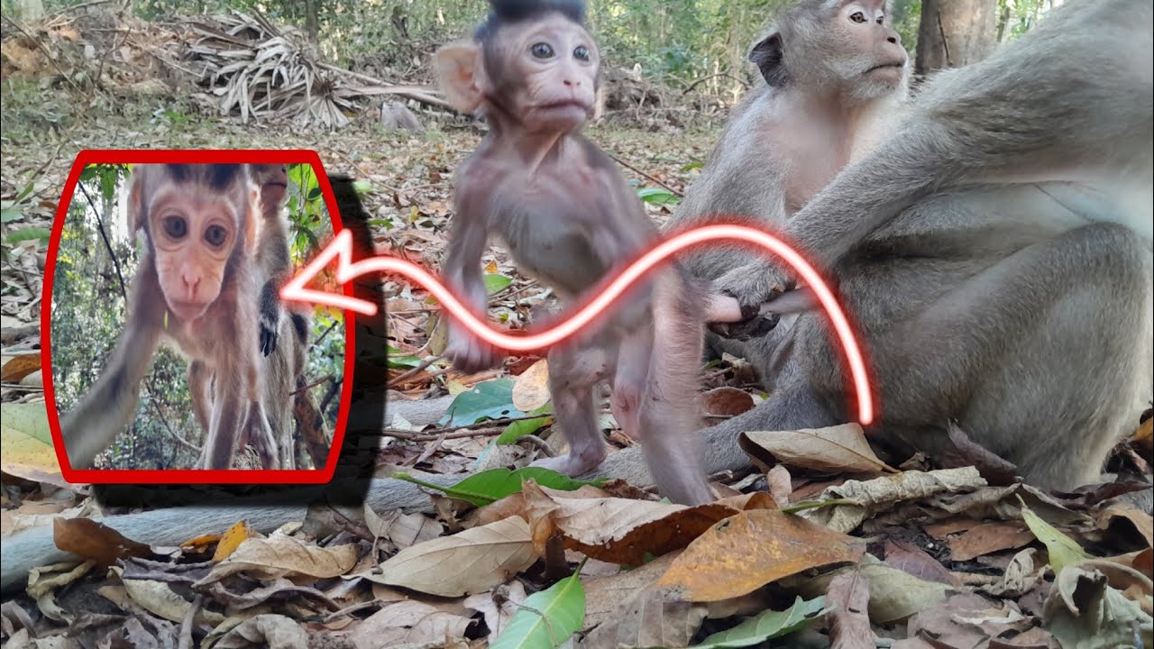 There are so many beautiful monkeys and they go about their daily ...