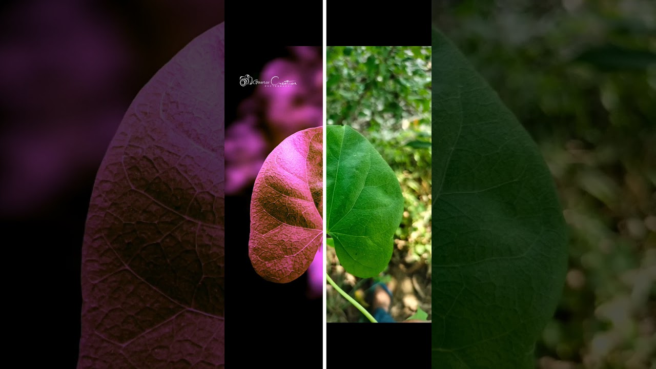 #sortsvideo kinemaster wipe traditional before after editing PicsArt ...