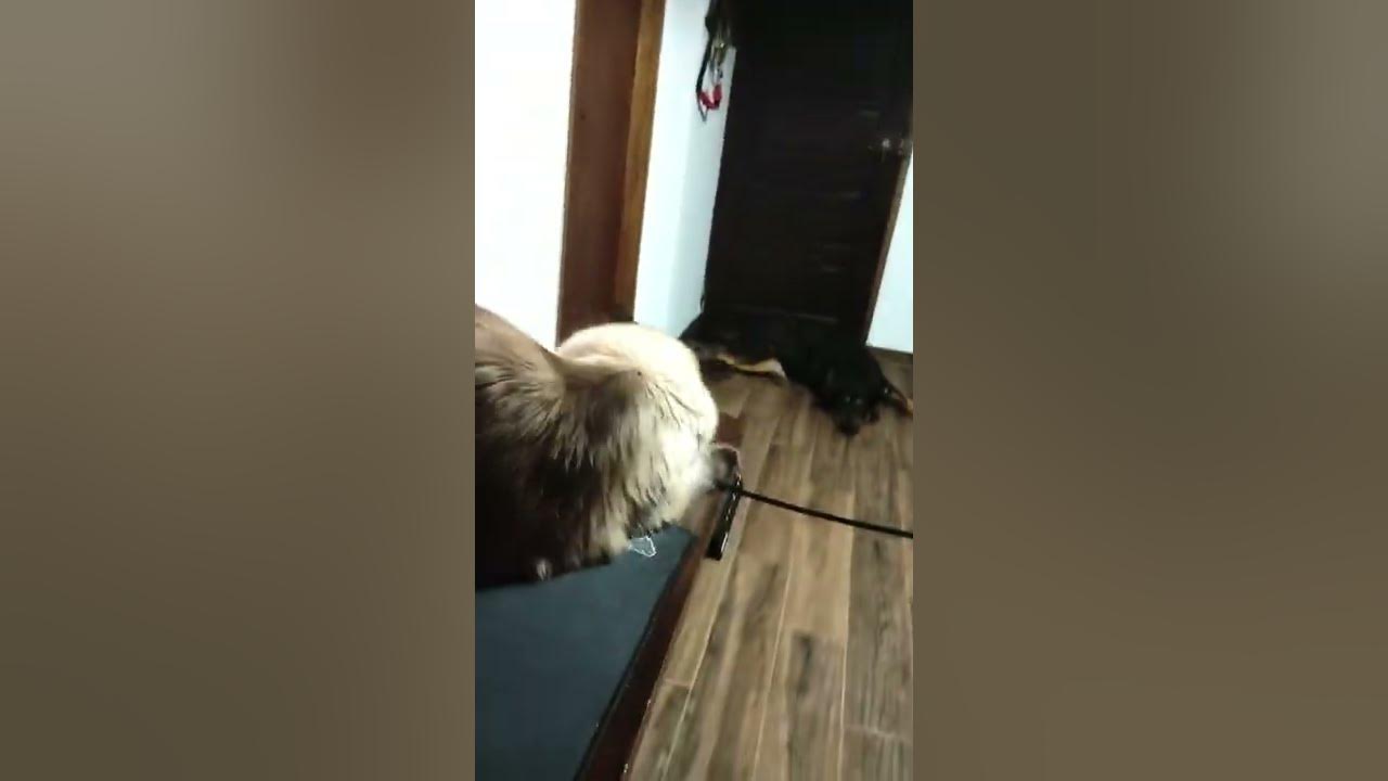 my cat REALLY likes his feathers toy | my cat doing things - YouTube