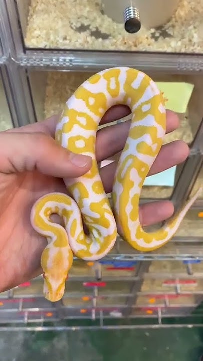 สวยสดงดงาม #บ้านสัตว์ประหลาด #ballpython #บอลไพธอน #snake #งู #งูบอล ...