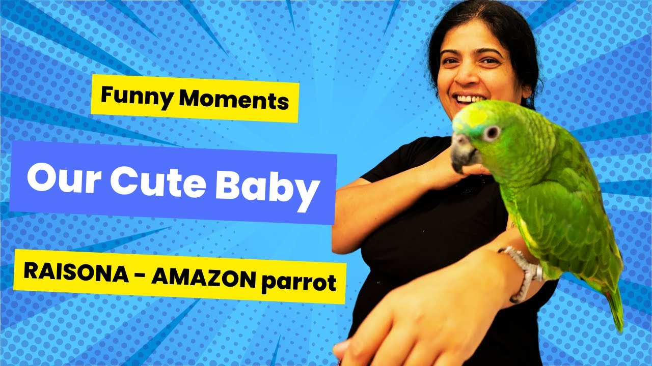 Funny moments with Rai Sona - Amazon baby parrot #raisona #amazonparrot ...