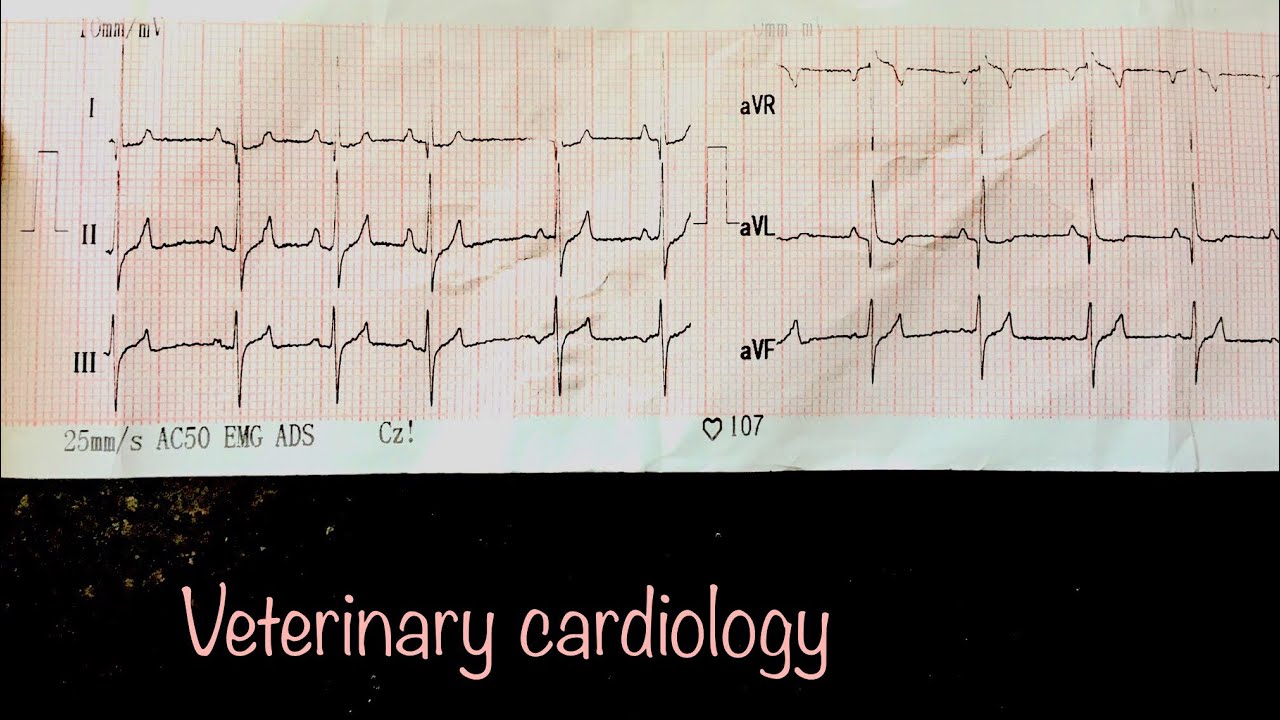 Electrocardiography Basics in veterinary cardiology - YouTube