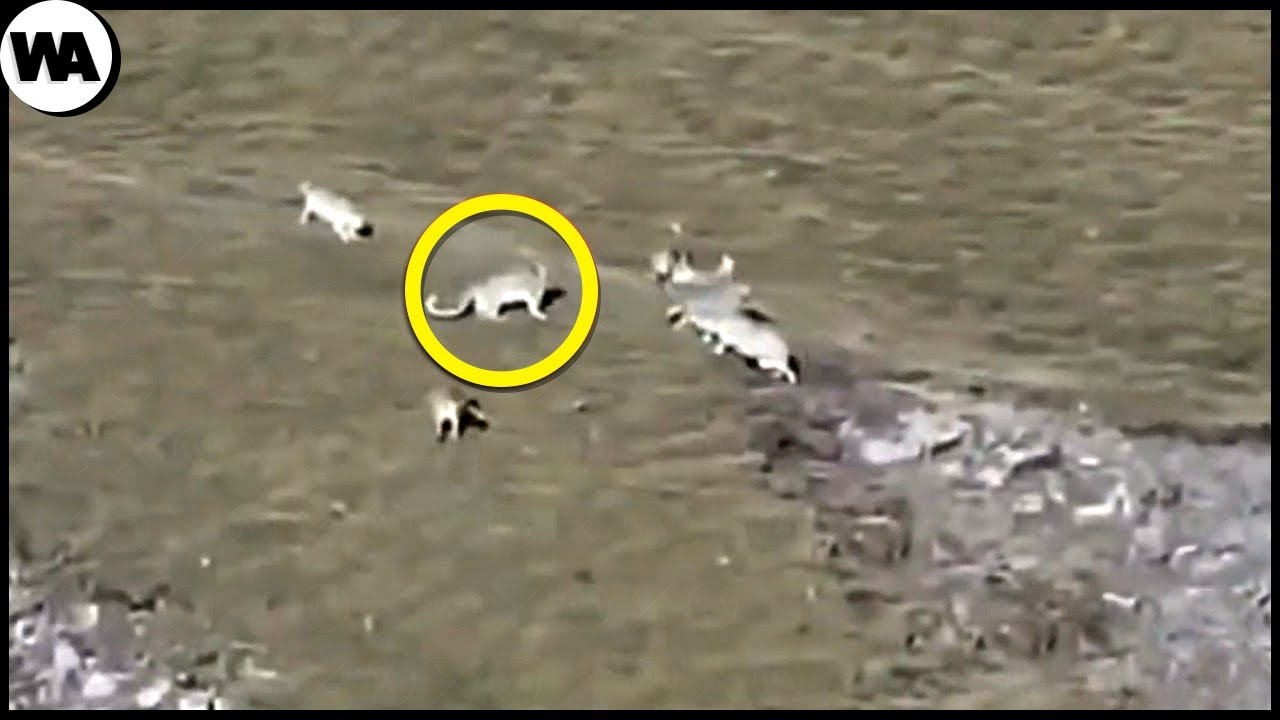 Une Heure Sur Les Animaux Au QI Le Plus Élevé et Aux Superpouvoirs ...