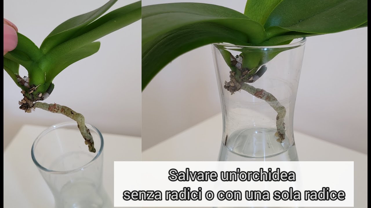 Tutorial: come salvare un'orchidea senza radici o con una sola radice ...