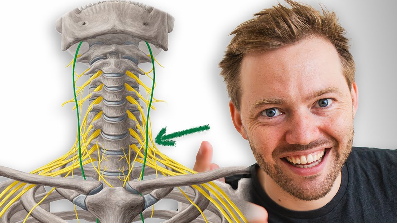 Vagus-Nerv WIRKLICH verstehen (Anatomie + Funktion) - YouTube