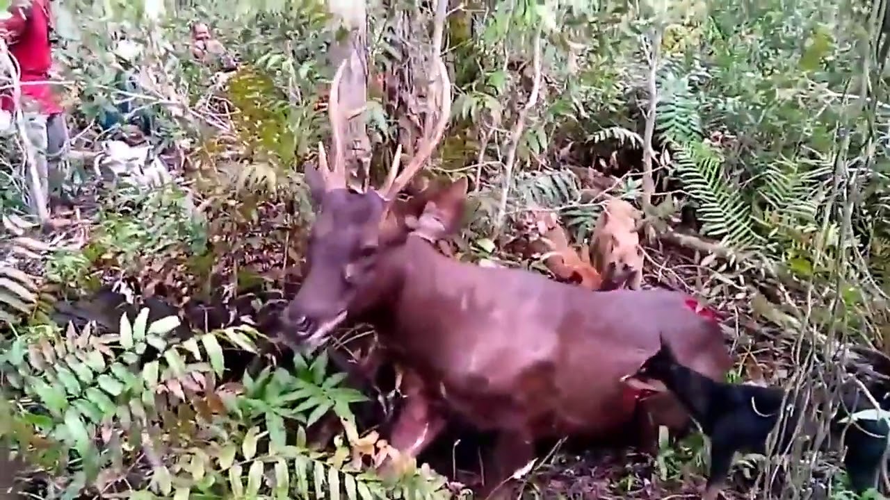 Jerat rusa dapat besar. - YouTube