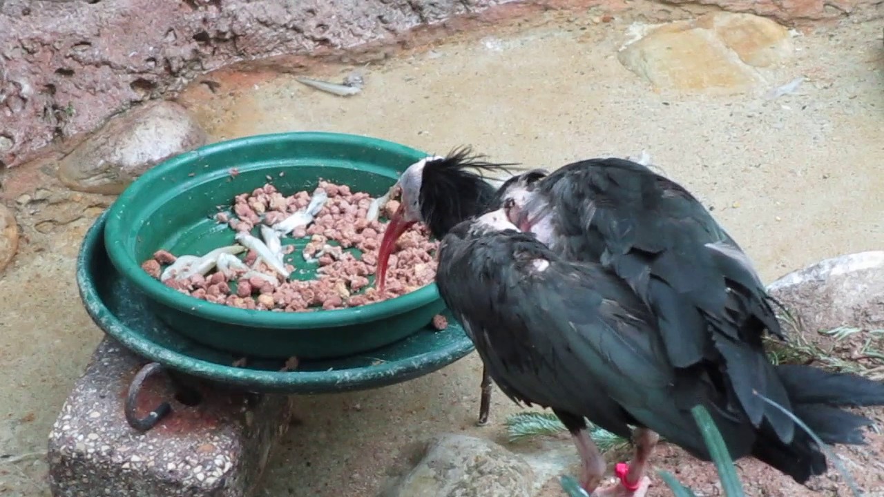 Crazy Aviary Milwaukee County Zoo 3-4-17 - YouTube