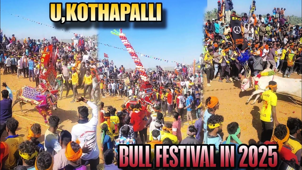 U,KOTHAPALLI BULL FESTIVAL IN 2025//MASS PERFORMANCE IN OUR VILLAGE ...