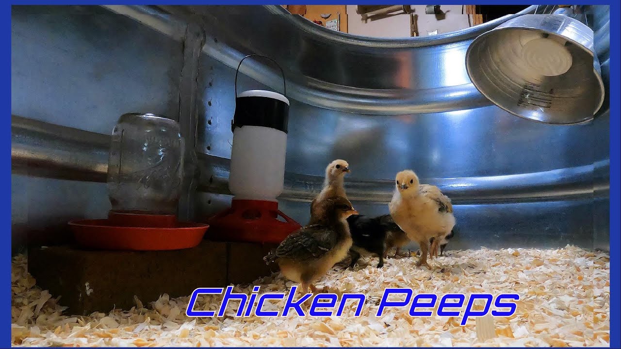 Our New Chicken Peeps - YouTube