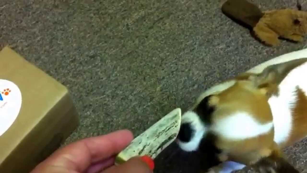 Coupaw.com & Prairie Dog Brand Antlers - YouTube