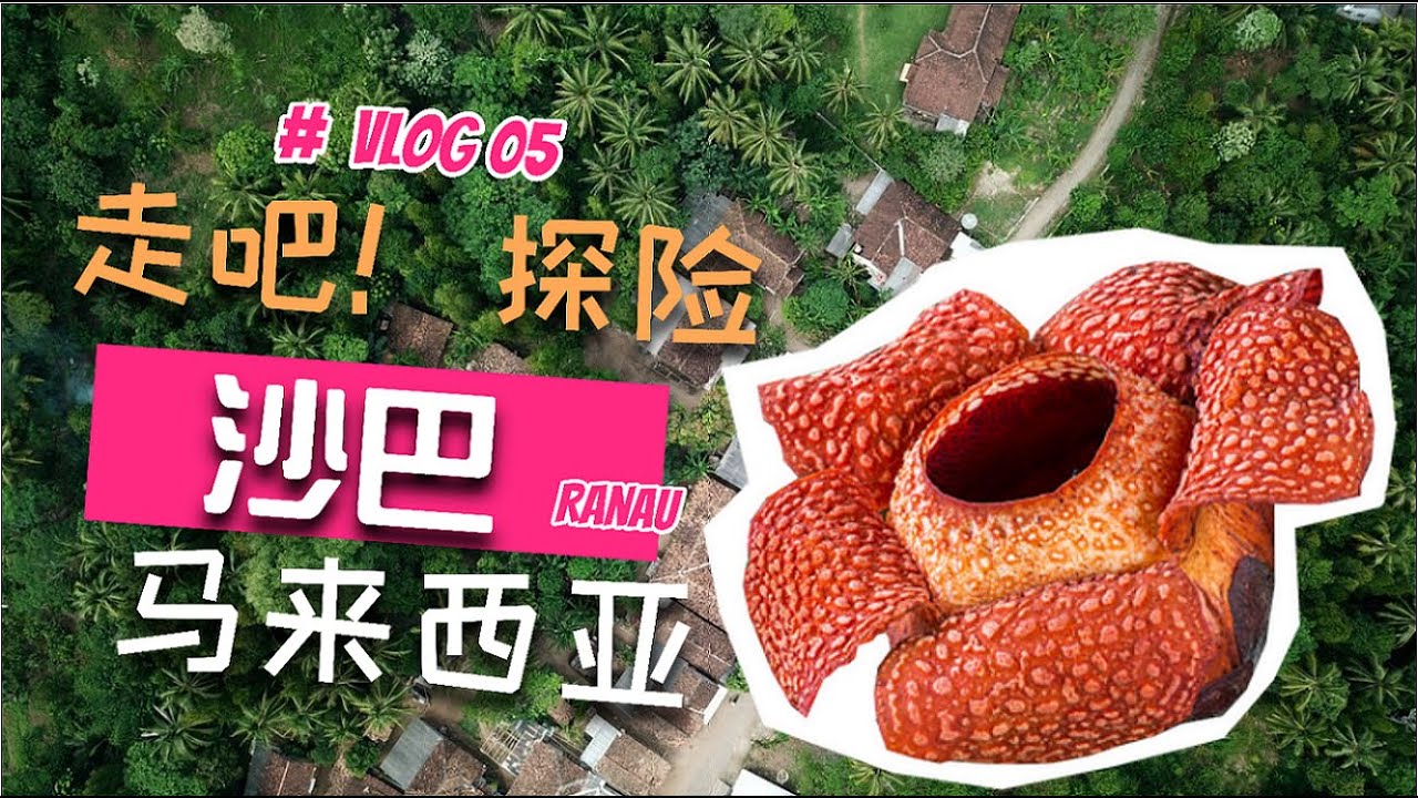 (Sabah 05) Finally saw the largest flower in Malaysia 终于看到了马来西亚最大的花 ...