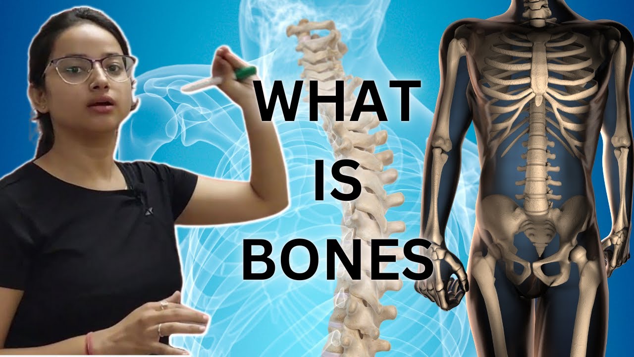 what-is-bone-total-number-of-bones