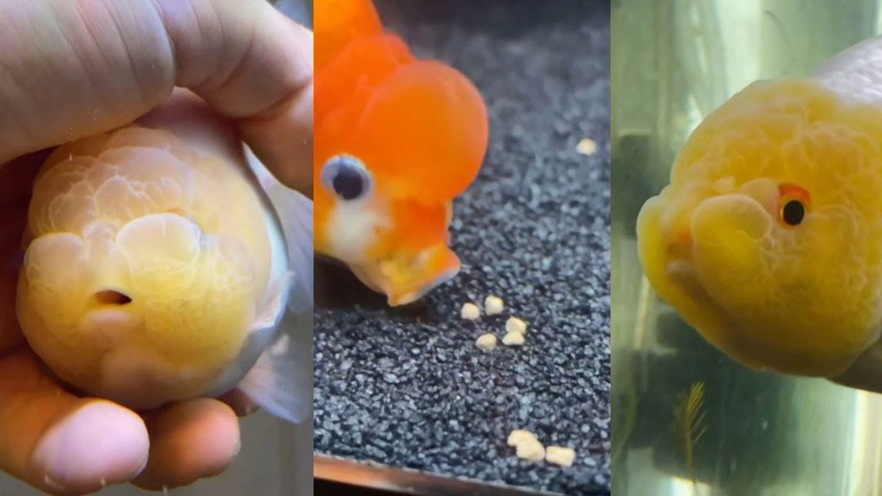 Goldfish Life, Goldfish Eating Compilation #44 - YouTube