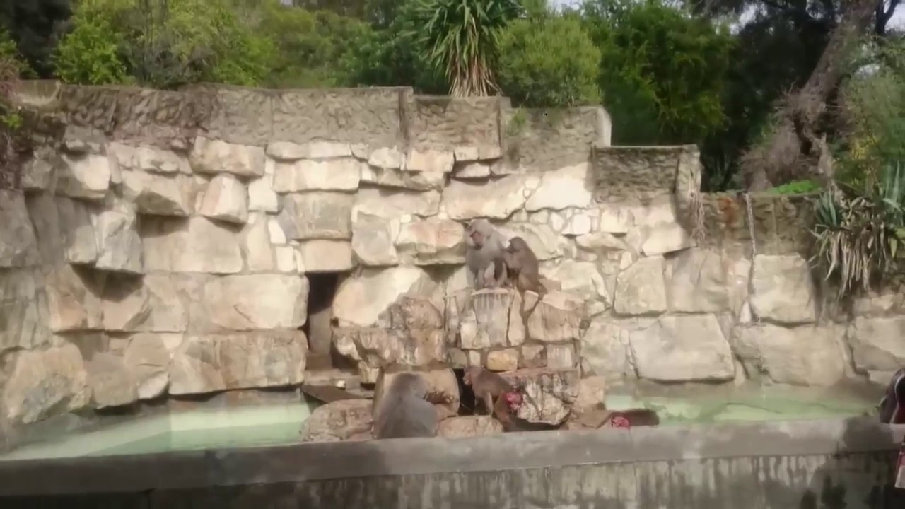 Tunis : Zoo Du Belvedere Part 2 - YouTube