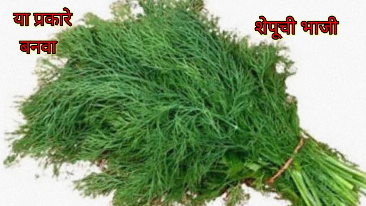 अशी बनवा शेपूची भाजी/Shepuchi bhaji/Recipe in marathi ...