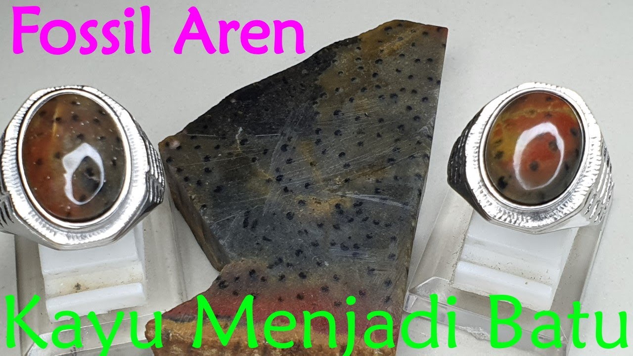 Fossil Kayu Aren / kayu menjadi batu - YouTube