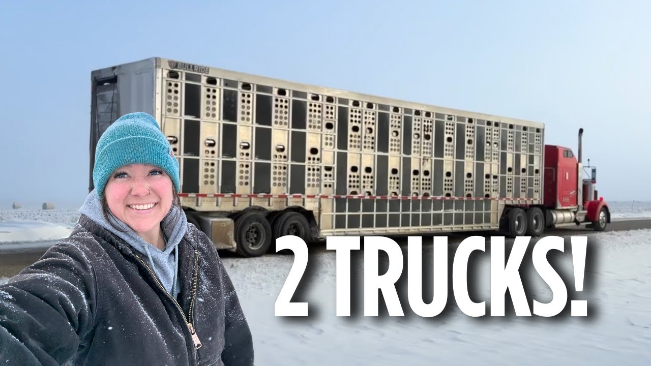 BIG PAY DAY on the family farm! Shipping 2 Loads of Cattle Today ...