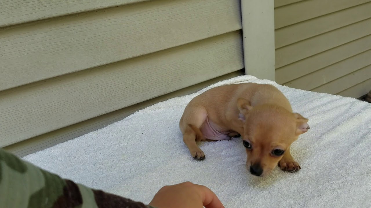 Muffin, chihuahua puppy, male - YouTube